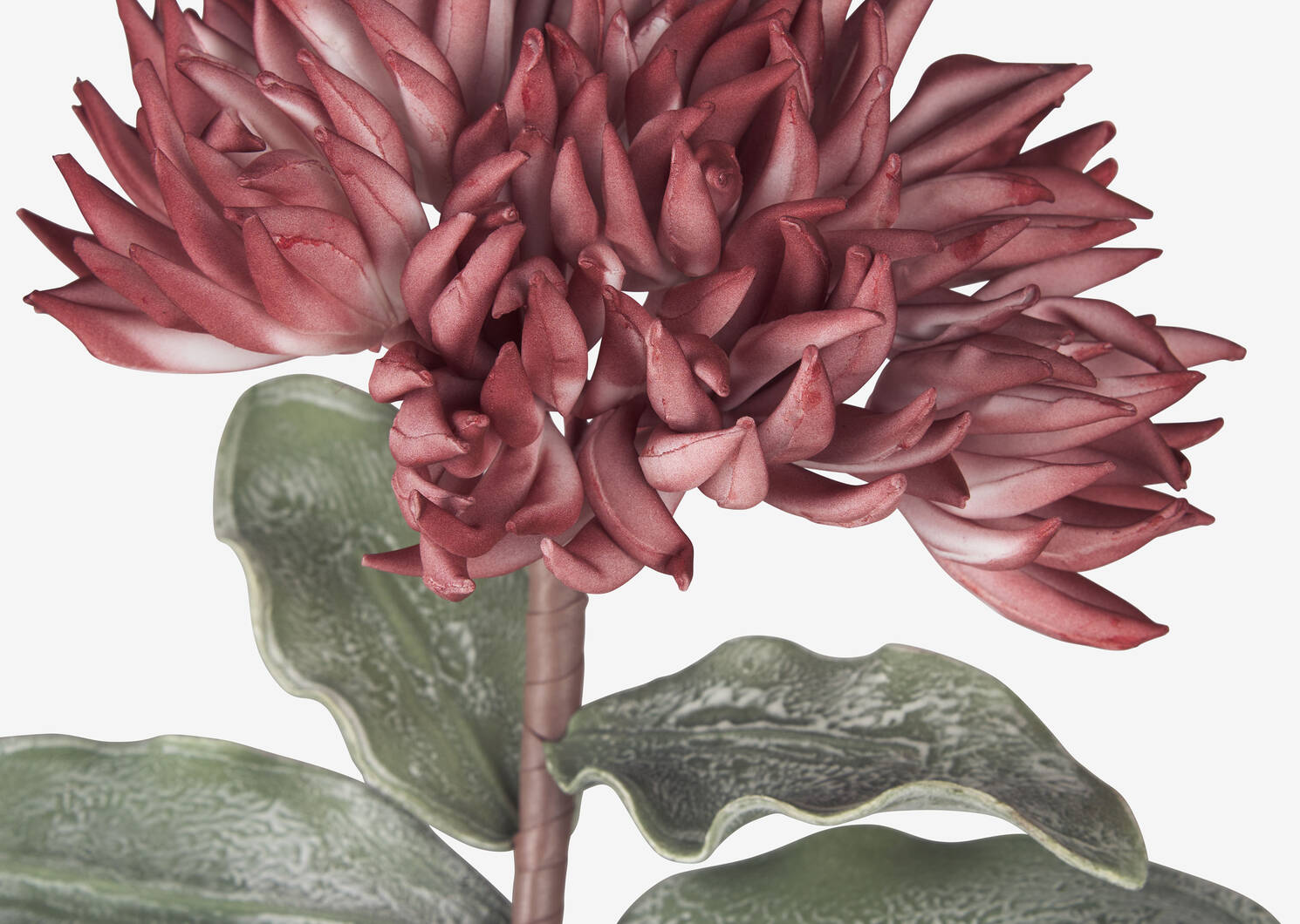 Vanessa Stem Clay Pink | Urban Barn