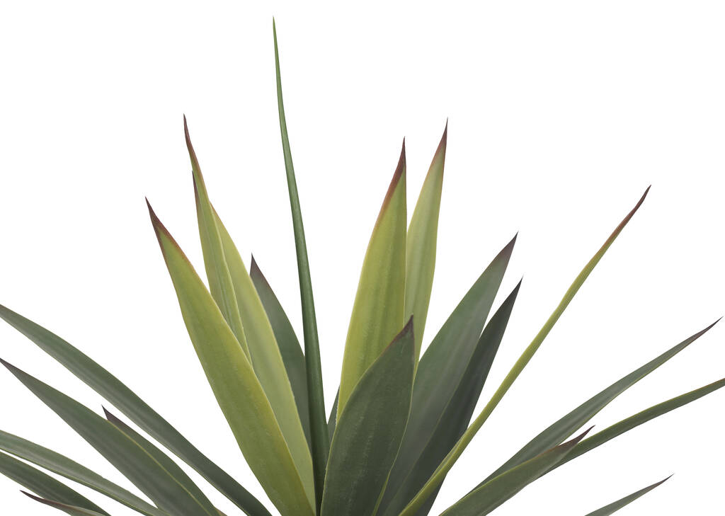 Zayan Mini Yucca Plant Potted | Urban Barn
