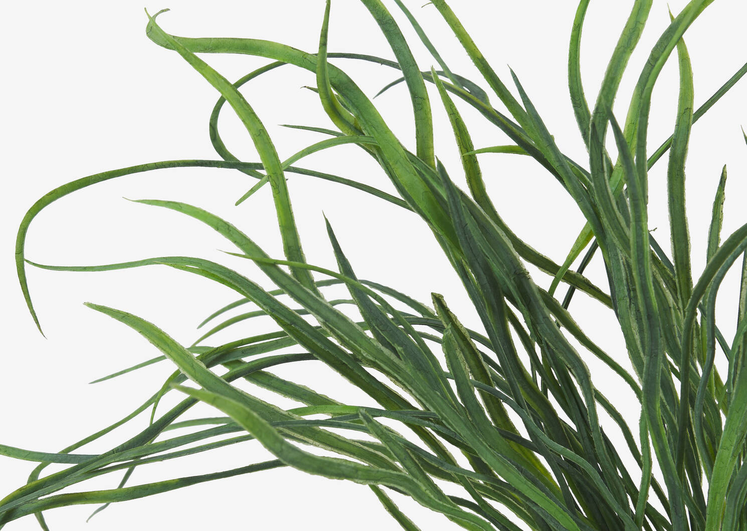 Cascade Grass Stem | Urban Barn