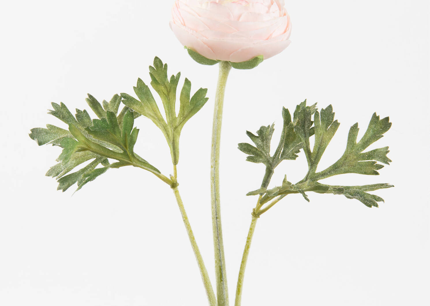 Lyra Ranunculus Stem Rose | Urban Barn