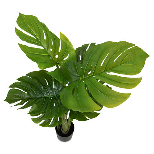 Keilani Monstera Potted Plant